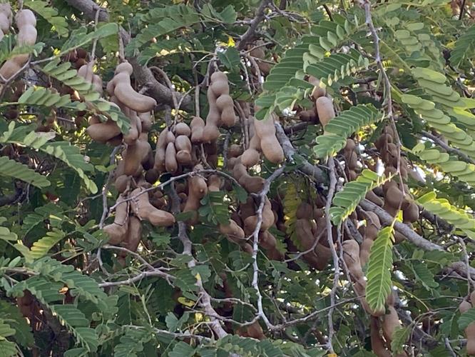 tamarind tree fruit time