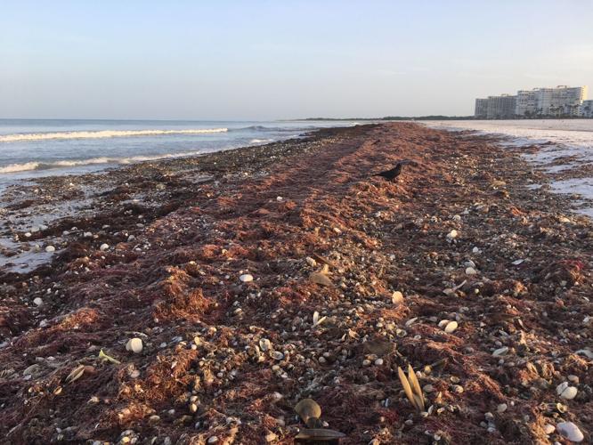 Seaweed Cleanup Scheduled for Tuesday | News | coastalbreezenews.com