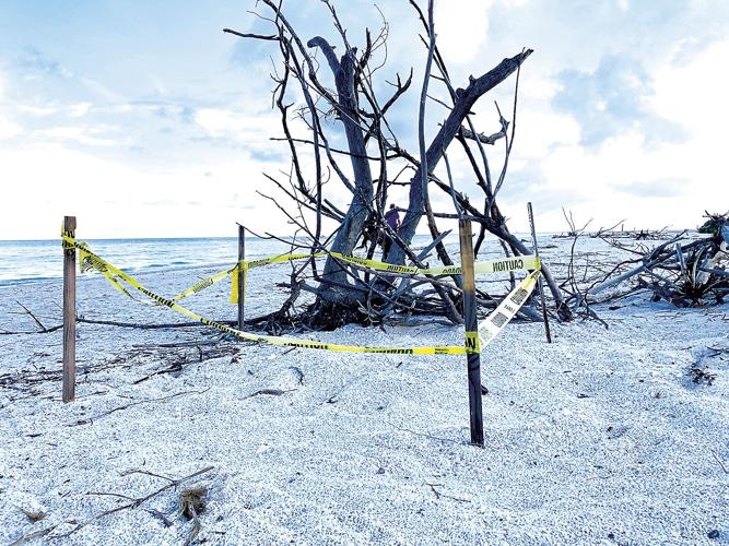 The Sea Turtle Monitors Job After Nest Hatching | Lifestyles ...