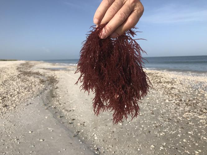 Seaweed Cleanup Scheduled for Tuesday | News | coastalbreezenews.com