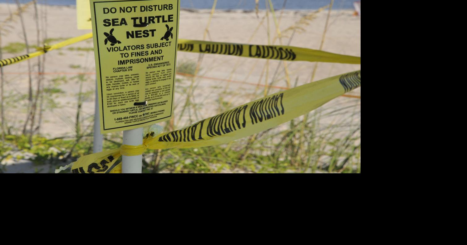 Nesting Sea Turtles and Waterbirds this Fourth of July | Environment ...