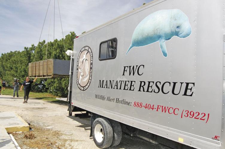 Jimmy Buffett's Legacy: Manatee Conservation | Environment ...