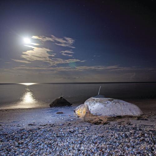 Celebrating World Sea Turtle Day | Environment | coastalbreezenews.com