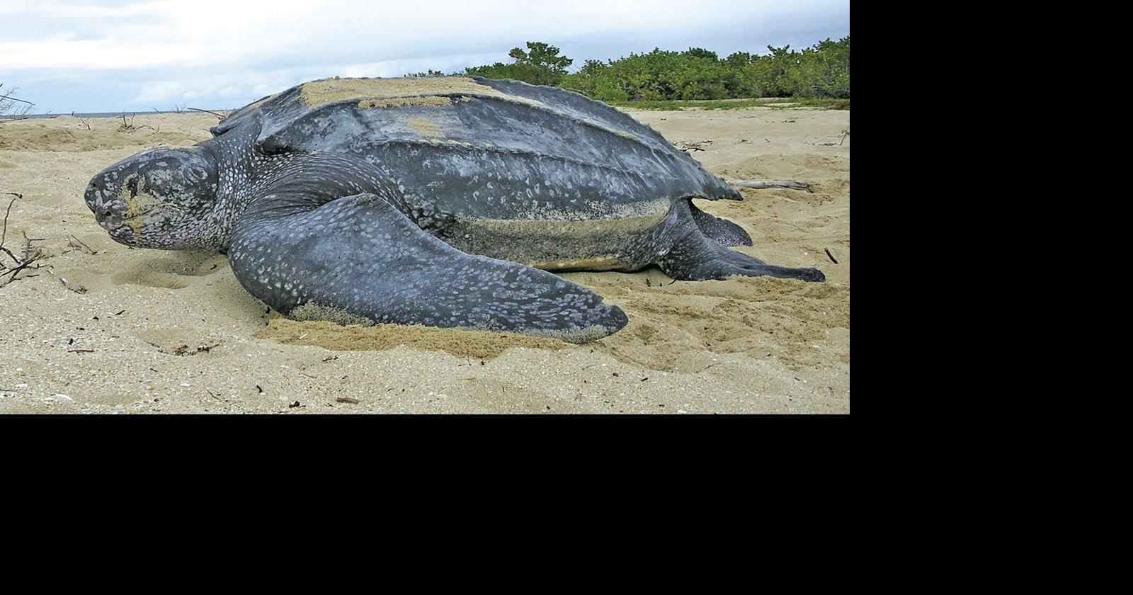 Fun Facts about the Leatherback Sea Turtle | Lifestyles ...