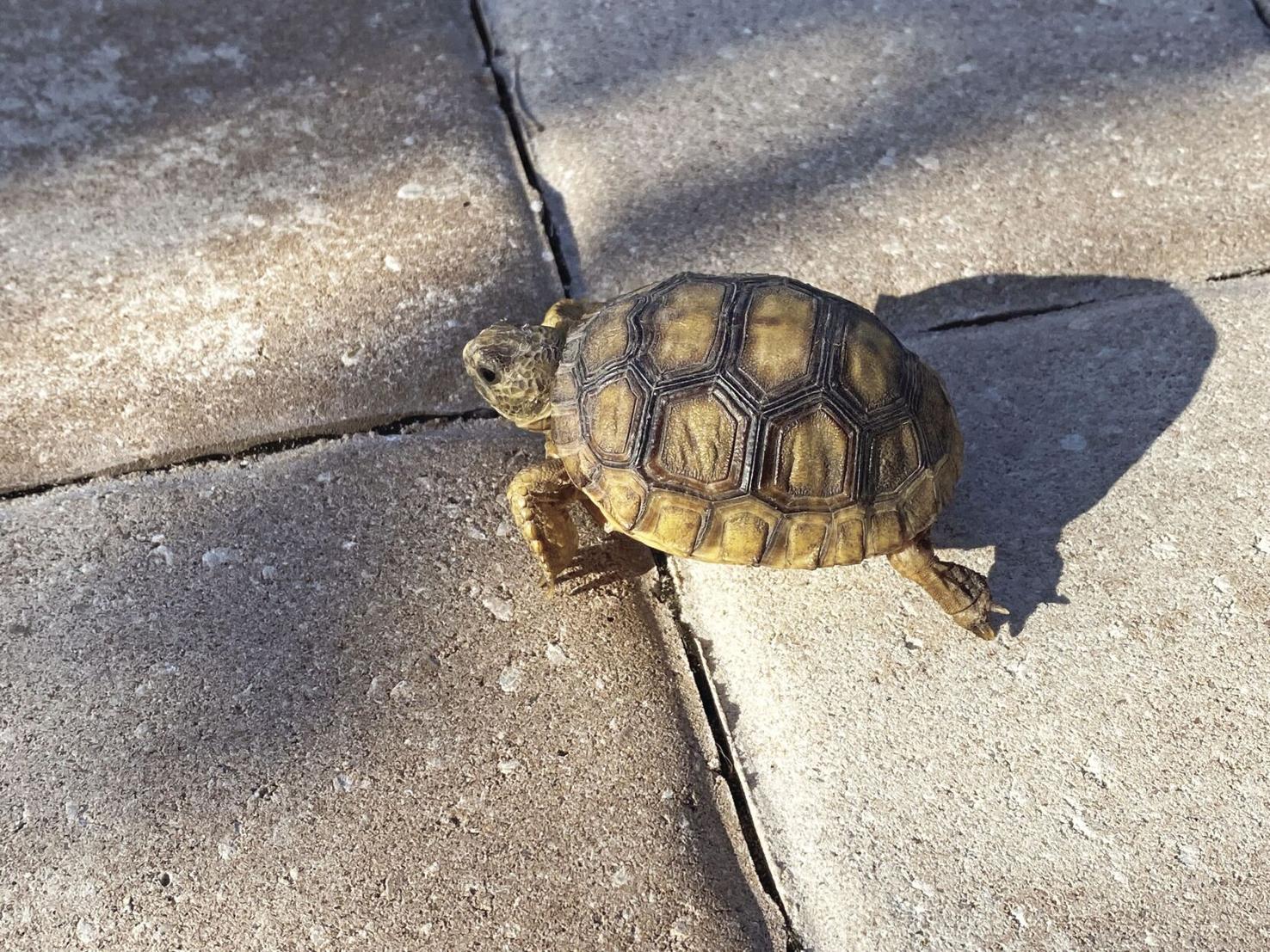 The Long Slow Road of Gopher Tortoise Survival in Florida | Environment ...