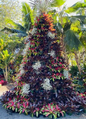 Get Creative With Bromeliads for the Holidays | Lifestyles ...