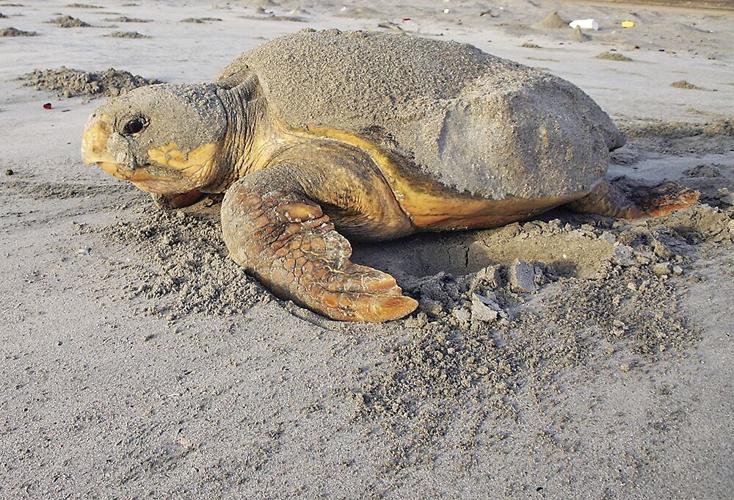 Sea Turtle False Crawls Continue on Marco | Environment ...