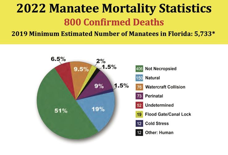 Jimmy Buffett's Legacy: Manatee Conservation | Environment ...