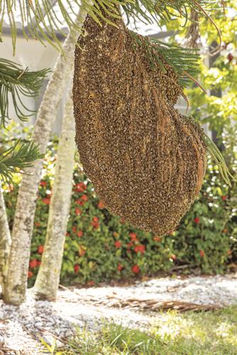Bee Facts and Tips for a Buzzing Backyard | Environment ...