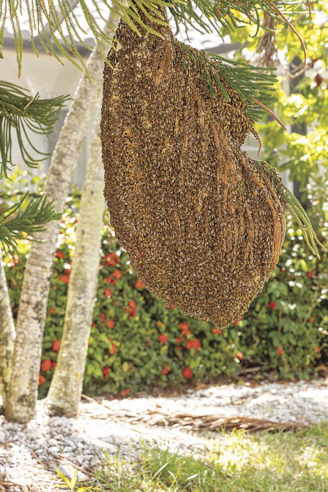 Bee Facts and Tips for a Buzzing Backyard | Environment ...