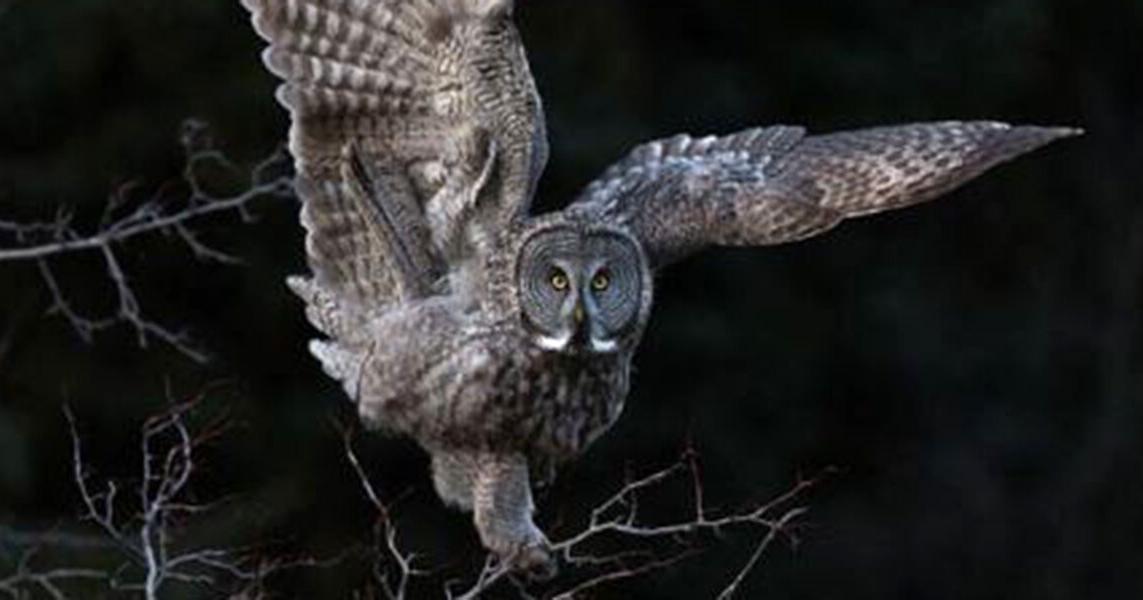 Spectacular Bird Photos on Display at Audubon’s Corkscrew Swamp ...