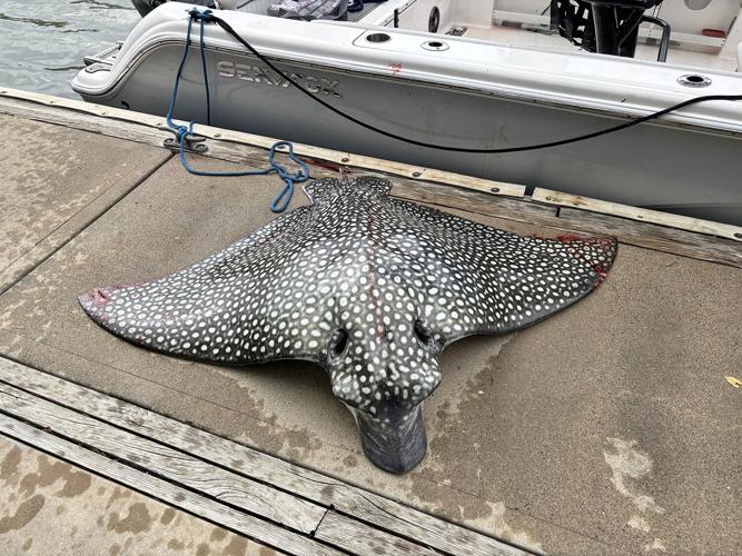 Massive Ray Boards Vessel in 10,000 Islands Encounter | Community ...
