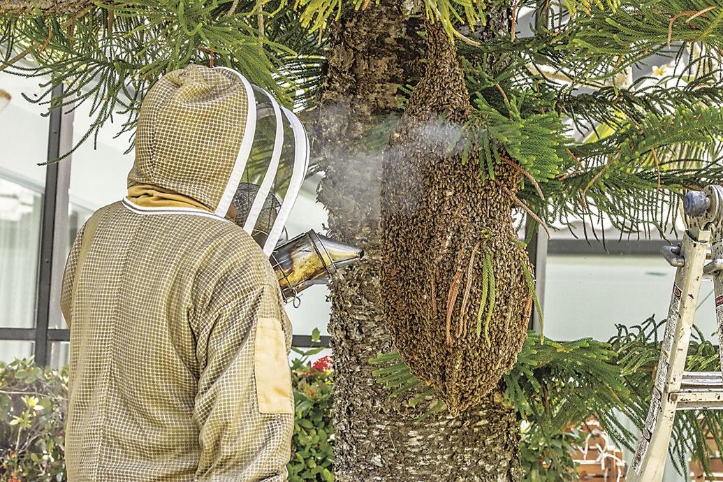 Bee Facts and Tips for a Buzzing Backyard | Environment ...