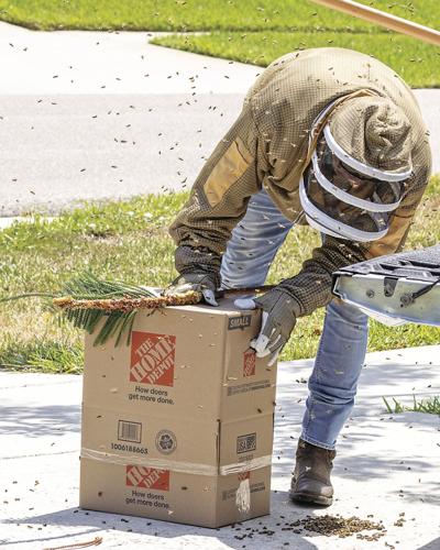 Bee Facts and Tips for a Buzzing Backyard | Environment ...