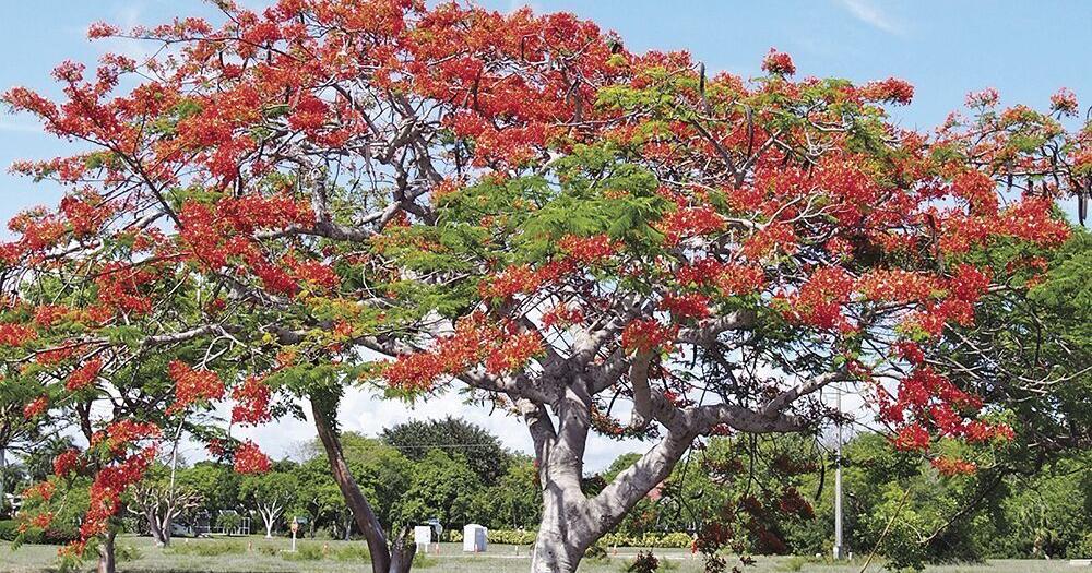 May’s Ah-MAY-Zing Blooms | Community | coastalbreezenews.com
