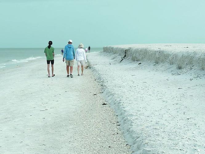 Sand Dollar Berm Functional | Environment | coastalbreezenews.com