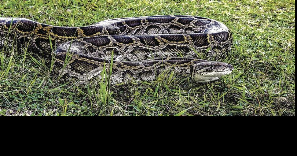 A Unique Python Huntress | Stepping Stones | coastalbreezenews.com