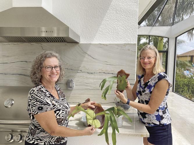 Exotic Staghorn Ferns Featured at Calusa Garden Club | Environment ...
