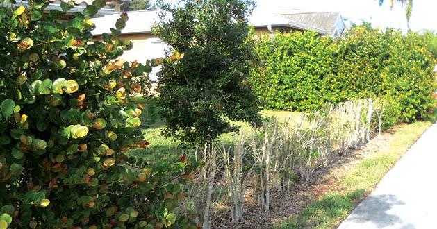 Alternatives to a Ficus Hedge | Archive | coastalbreezenews.com