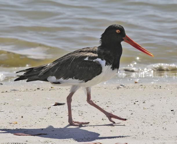 “Ask Me About the Birds” on Kice Shoals | Lifestyles ...