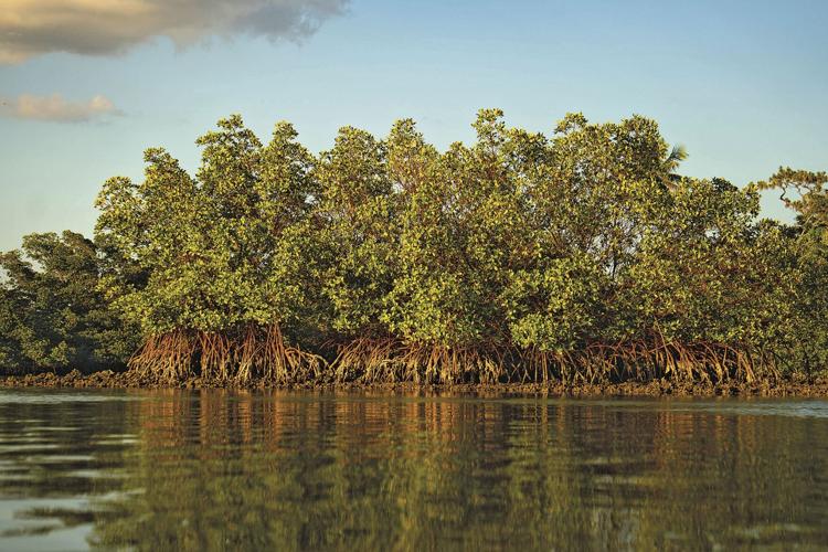 Nature’s Shield Against Natural Disasters | Environment ...