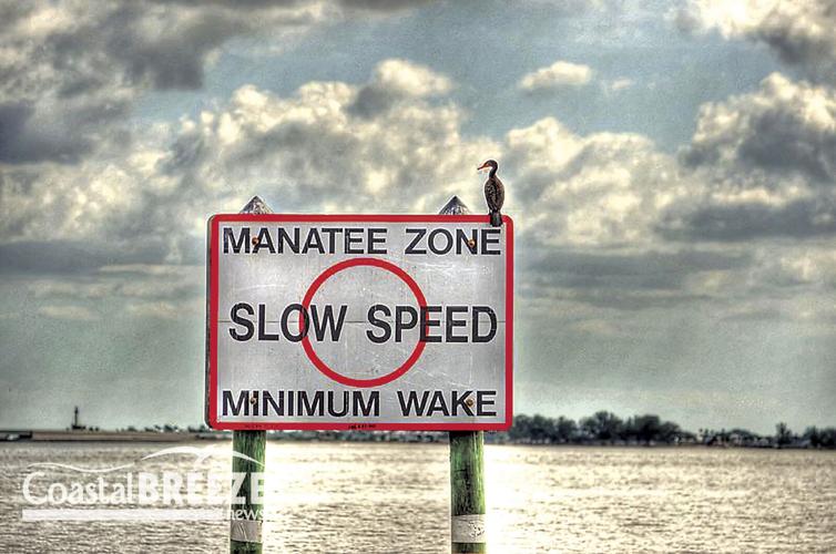Slow Down! Share Our Waterways with the Manatees | Lifestyles ...