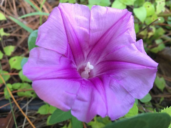 Native Planting Tips | News | coastalbreezenews.com