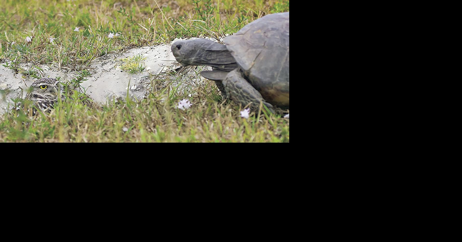 Burrow Buddies Day at Mackle Park | Environment | coastalbreezenews.com