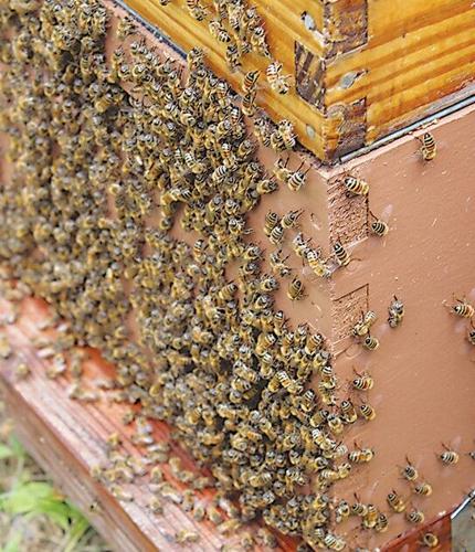 For the Marco Island Honey Company, Local Matters | News ...