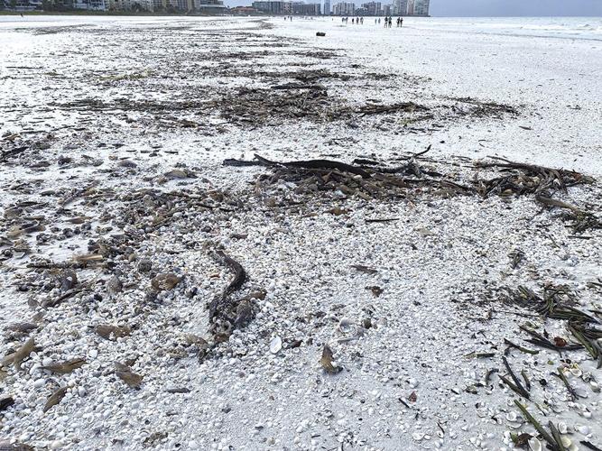 October Beach News | Environment | coastalbreezenews.com