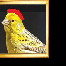 The Canary Test | News | coastalbreezenews.com