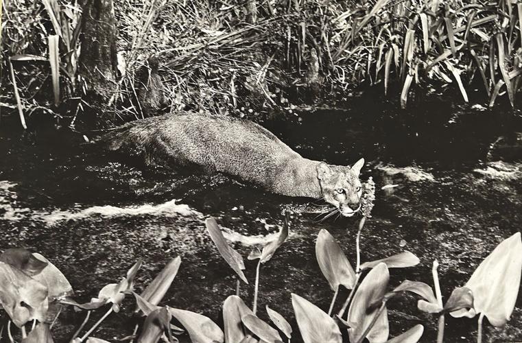 Photographer Charles Ebbets: The Hemingway of the Everglades ...