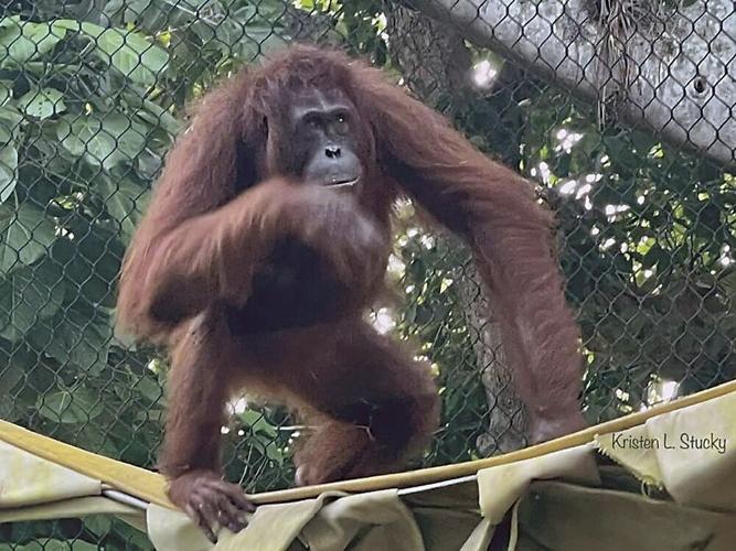 Naples Zoo’s Newest Residents | Environment | coastalbreezenews.com
