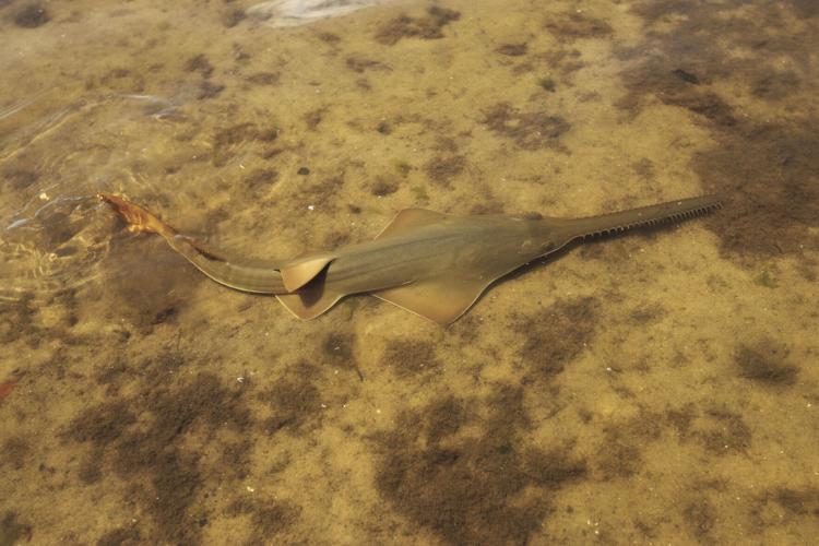 Rescued Sawfish Euthanized at Mote Marine | Lifestyles ...