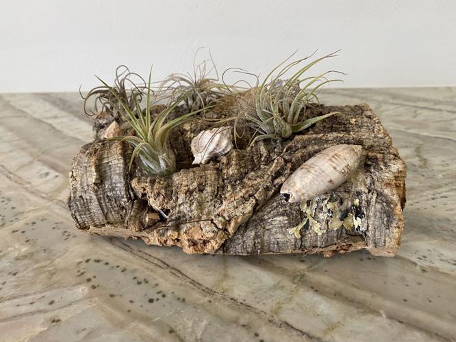 Calusa Garden Club of Marco Island Workshop on Tillandsia | Clubs ...