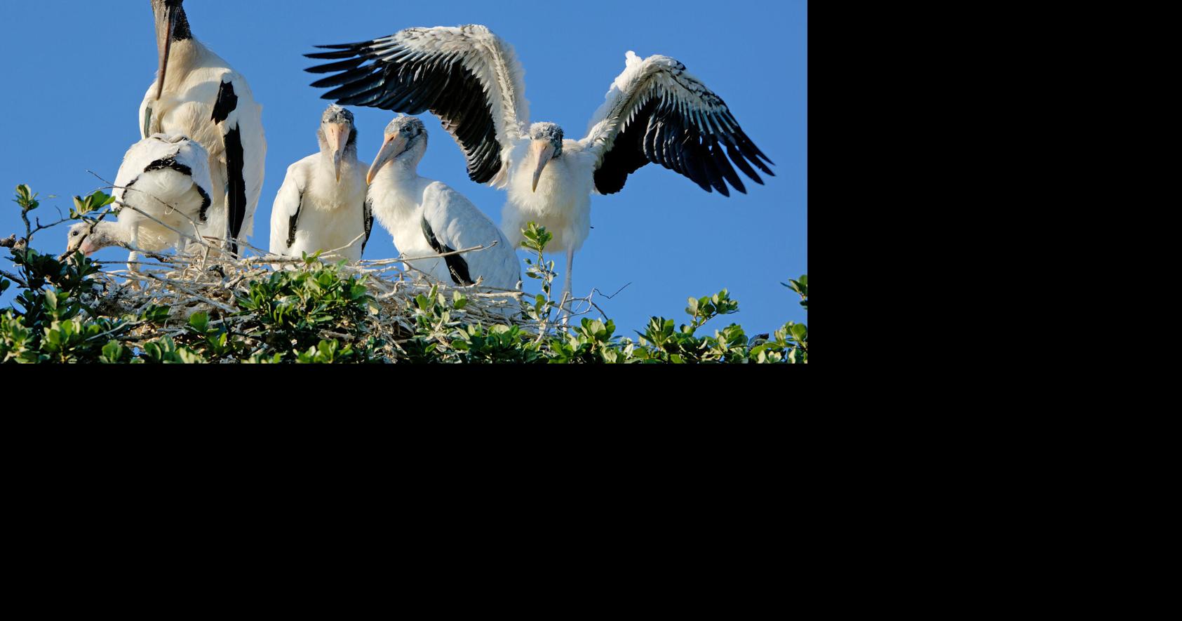 Audubon Florida Releases Biannual State Everglades Report | Environment ...