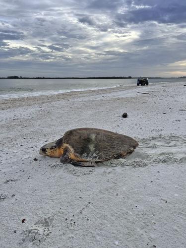 Dramatic Increase in Sea Turtle False Crawls Continues | Environment ...