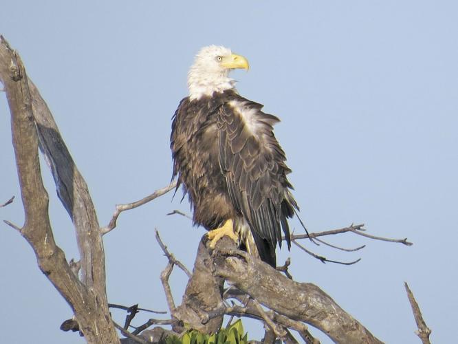Help Protect the Birds of Clam Factory Bay Rookery | Environment ...
