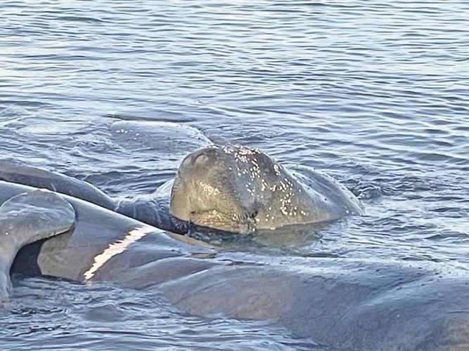 Manatee Herd Delights Marco Beach Walkers | Environment ...