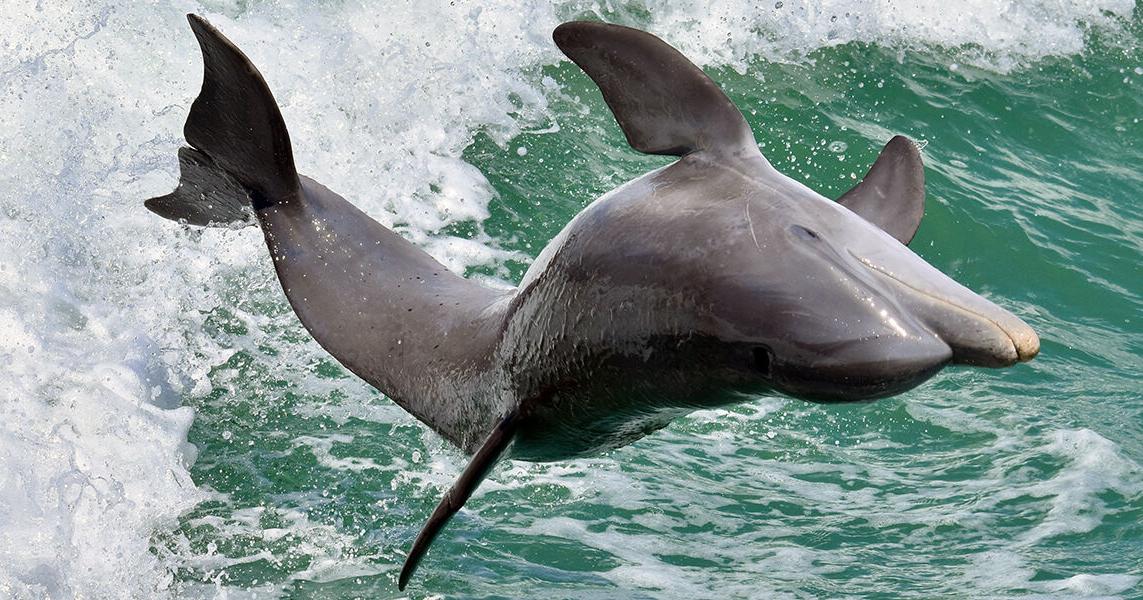 dolphin evolution level