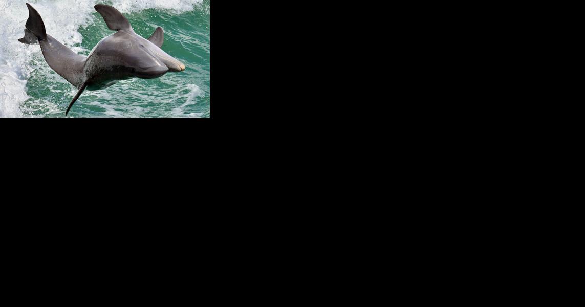 dolphin evolution line