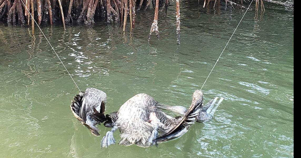 A Deadly Tangle at ABC Island | News | coastalbreezenews.com