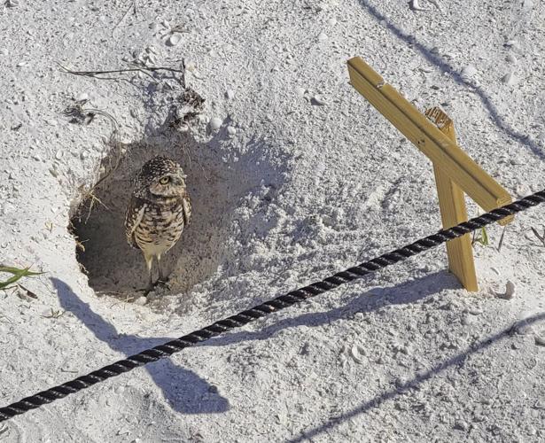 The Path of Poison | Environment | coastalbreezenews.com