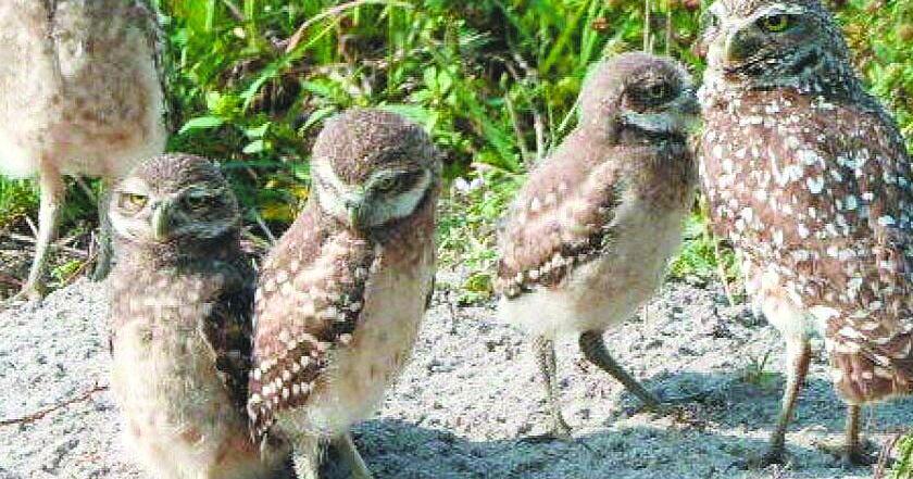 Protecting Burrowing Owls | Environment | coastalbreezenews.com