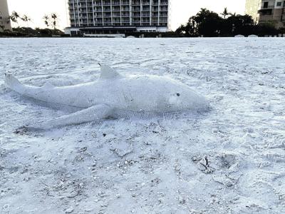 What is a Sea Turtle False Crawl? | Lifestyles | coastalbreezenews.com