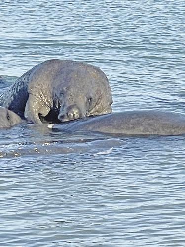 Manatee Herd Delights Marco Beach Walkers | Environment ...
