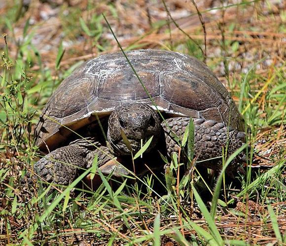 gopher tortoise laws