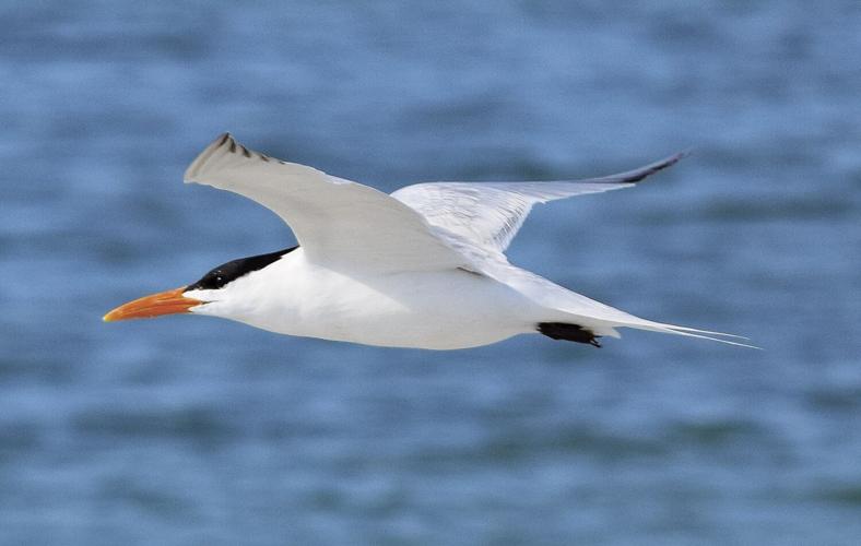 “Ask Me About the Birds” on Kice Shoals | Lifestyles ...