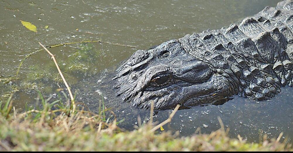 The Sadness of a Female Gator | News | coastalbreezenews.com