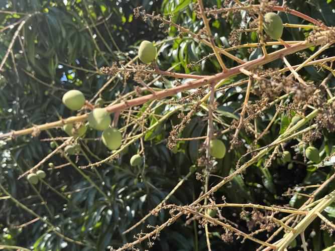 Mango Season After Florida’s Freezing Temps | Lifestyles ...